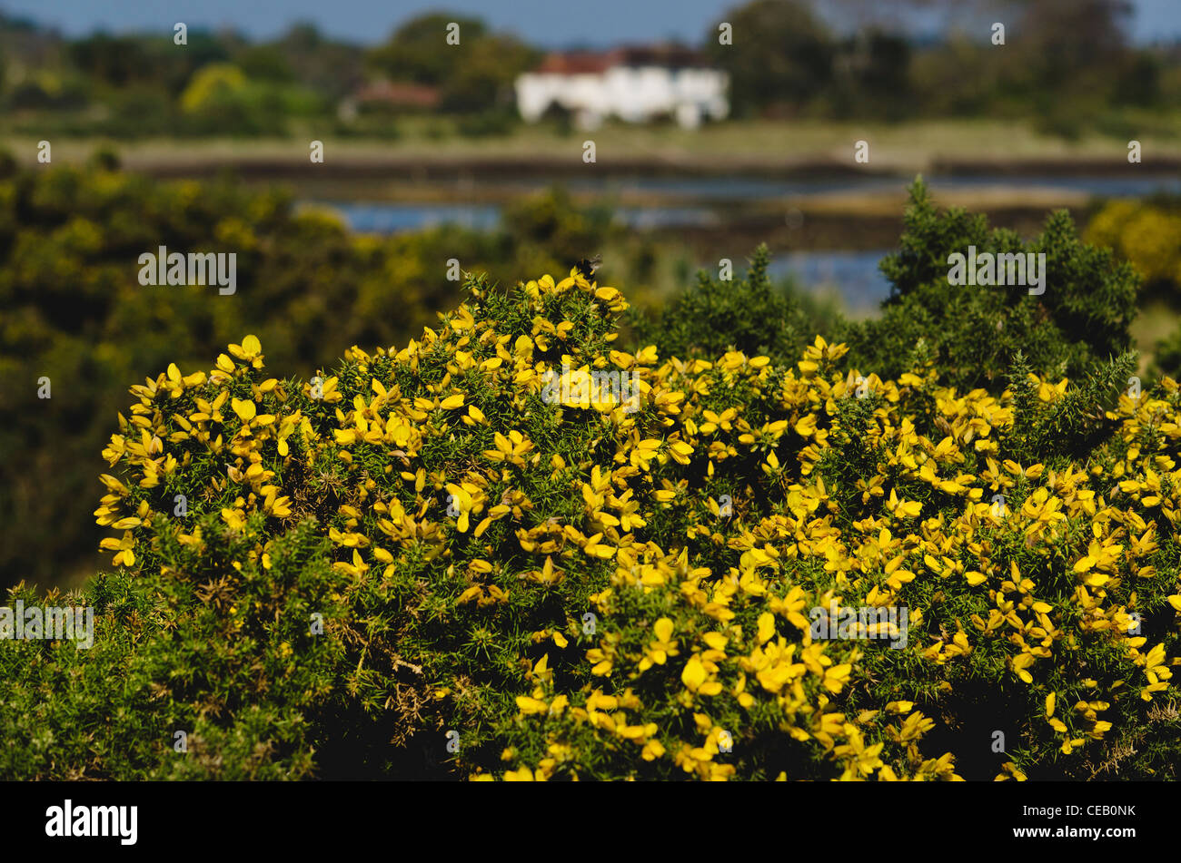 solent way footpath lymington hampshire Stock Photo - Alamy