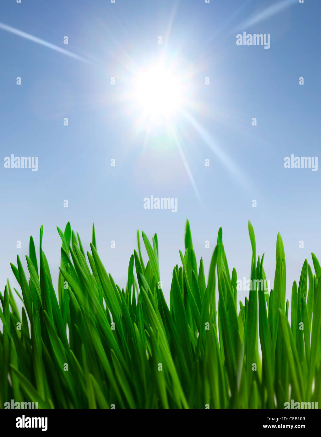 grass and sunlight Stock Photo - Alamy