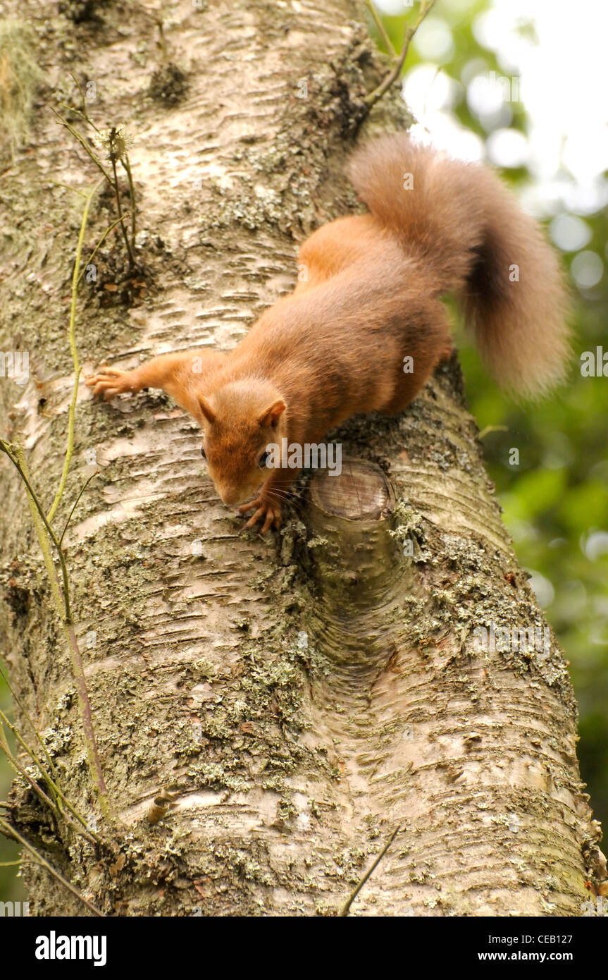 Red Squirrel ( Sciurus vulgaris Stock Photo - Alamy