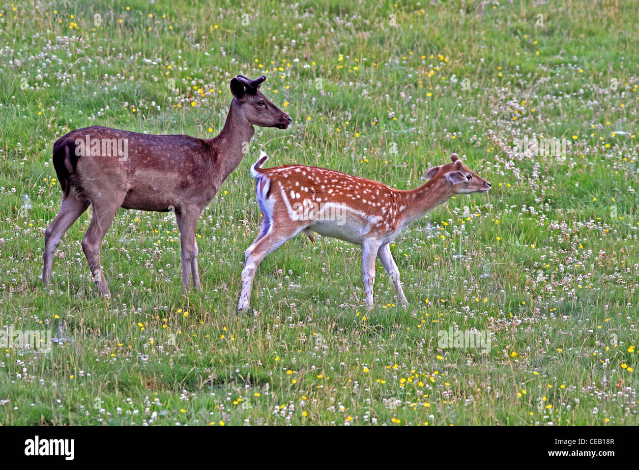 Young, Fallow Deer ( dama dama ) Bucks, in meadow Stock Photo - Alamy