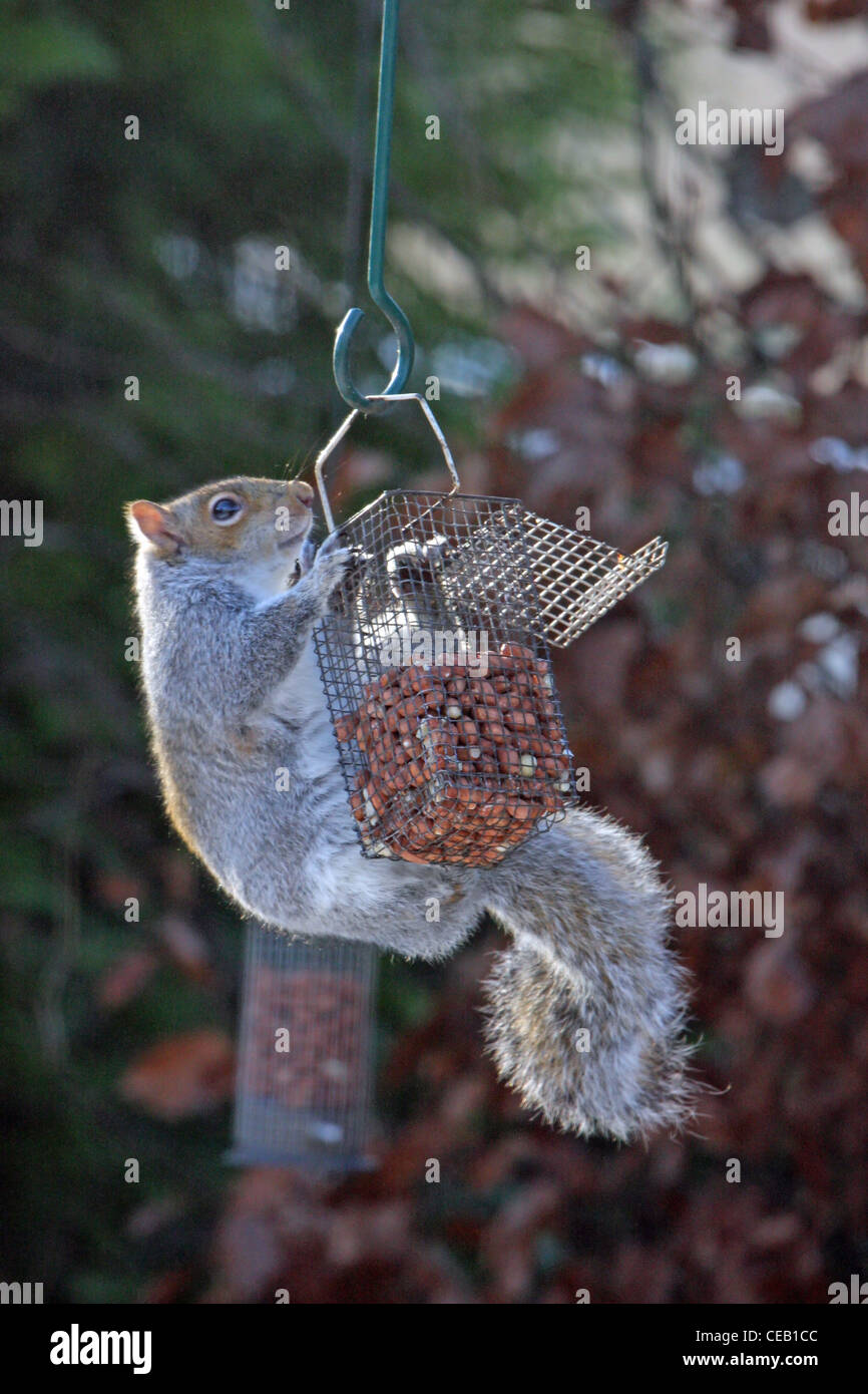 Bird eating nuts hi-res stock photography and images - Alamy