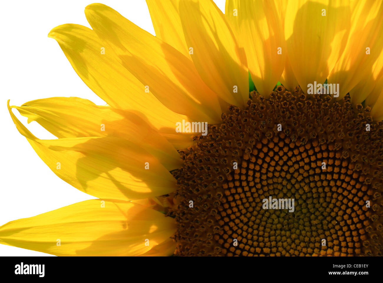 Sunflower photographed from below on a white background Stock Photo - Alamy