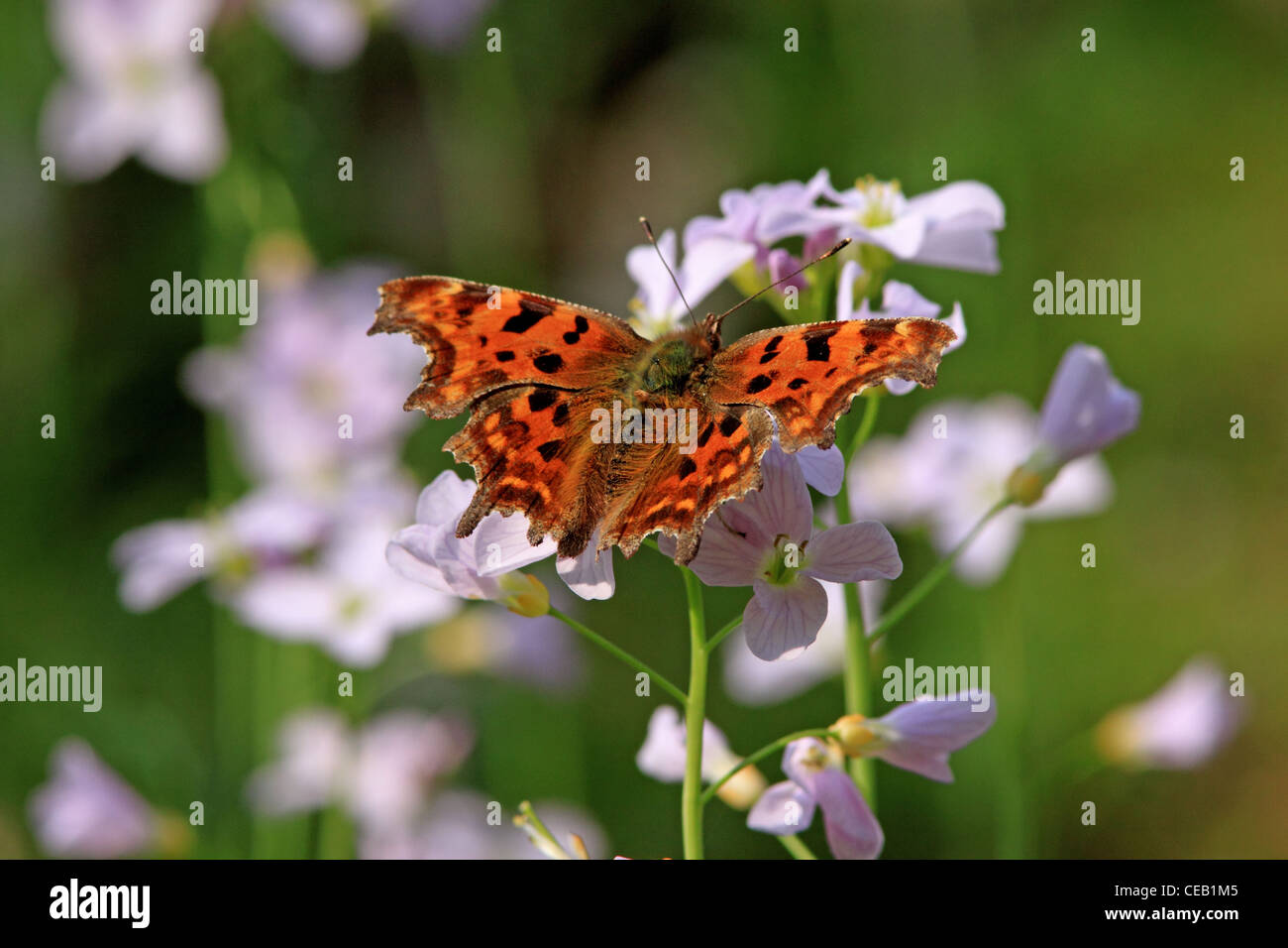 Comma butterfly flying hi-res stock photography and images - Alamy