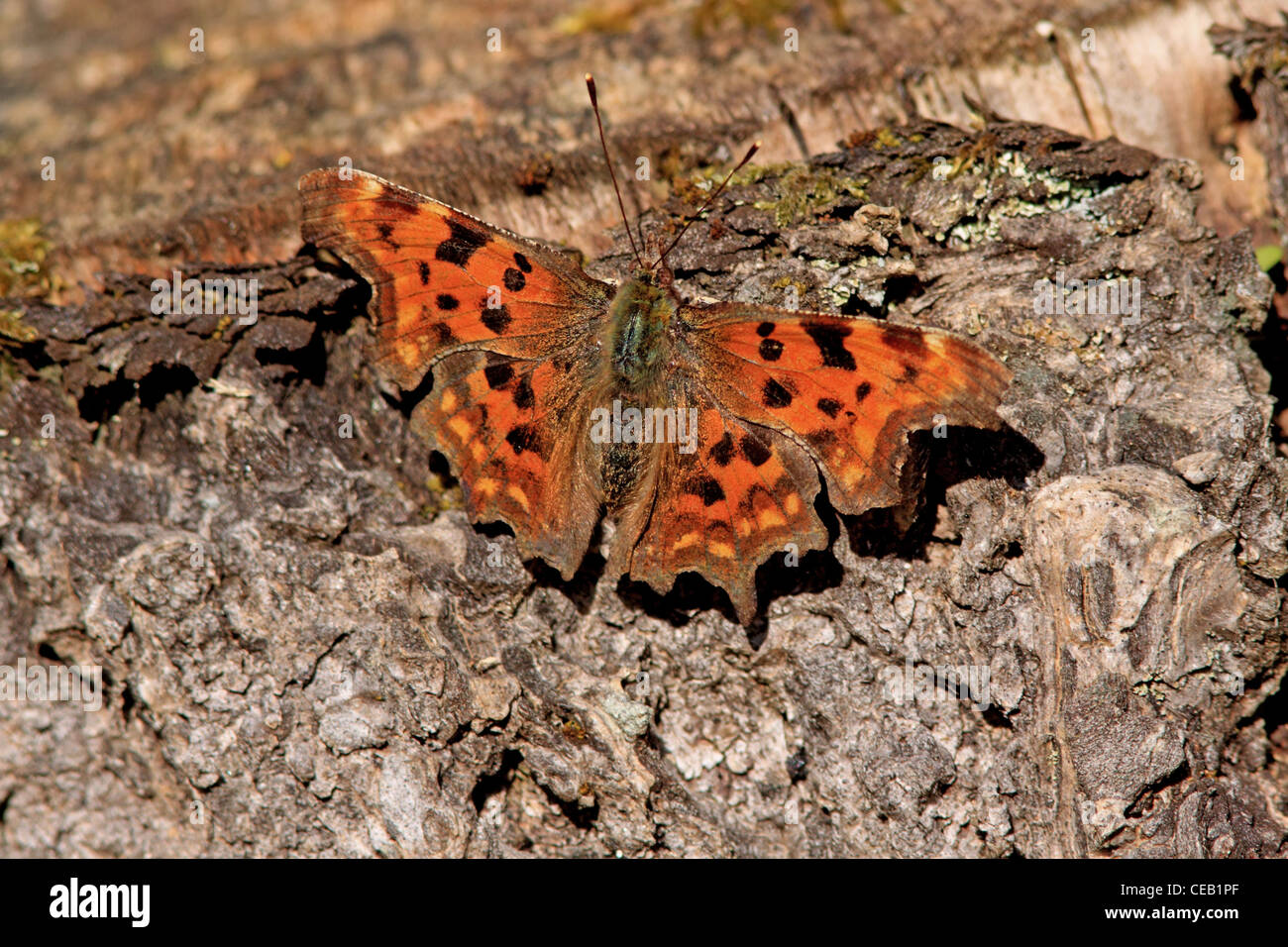 Comma ( Polygonia c-album ) butterfly Stock Photo - Alamy