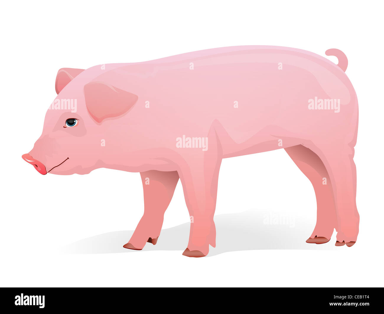 Realistic pig illustration Stock Photo - Alamy