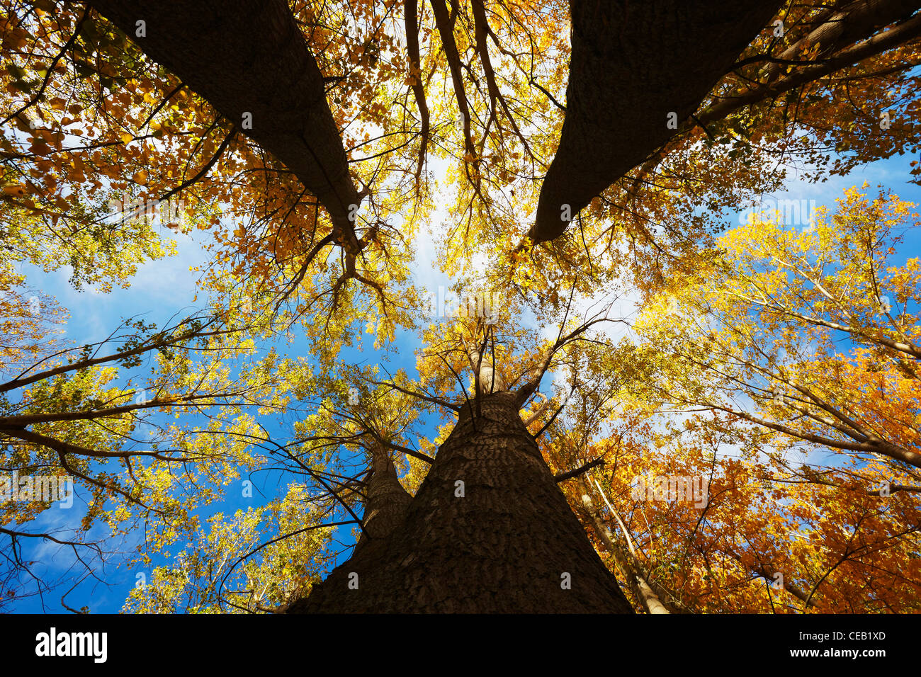 Poplar trees in blue sky. Ávila. Spain Stock Photo - Alamy