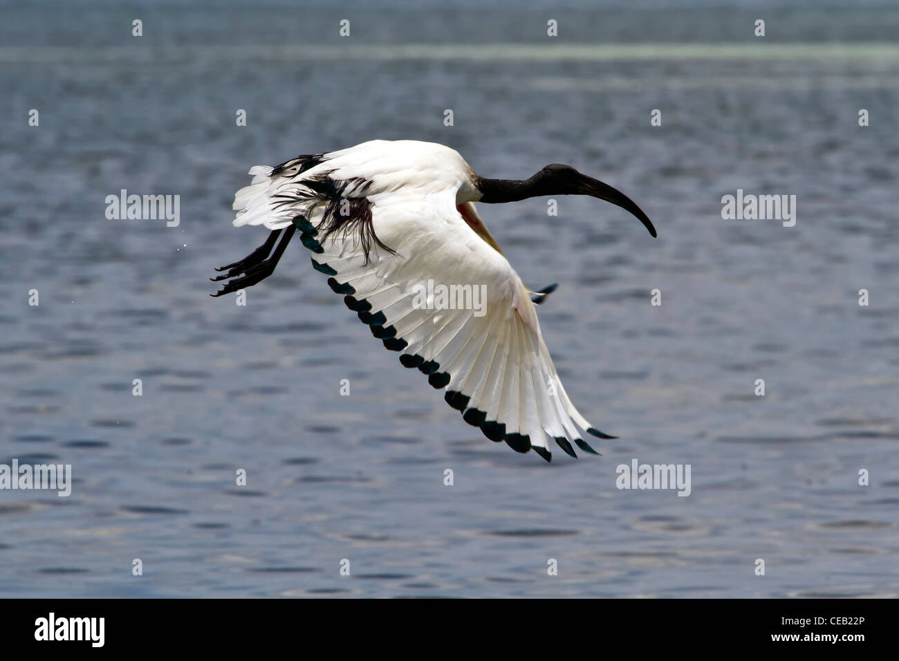 Sacred ibis flying hi-res stock photography and images - Alamy