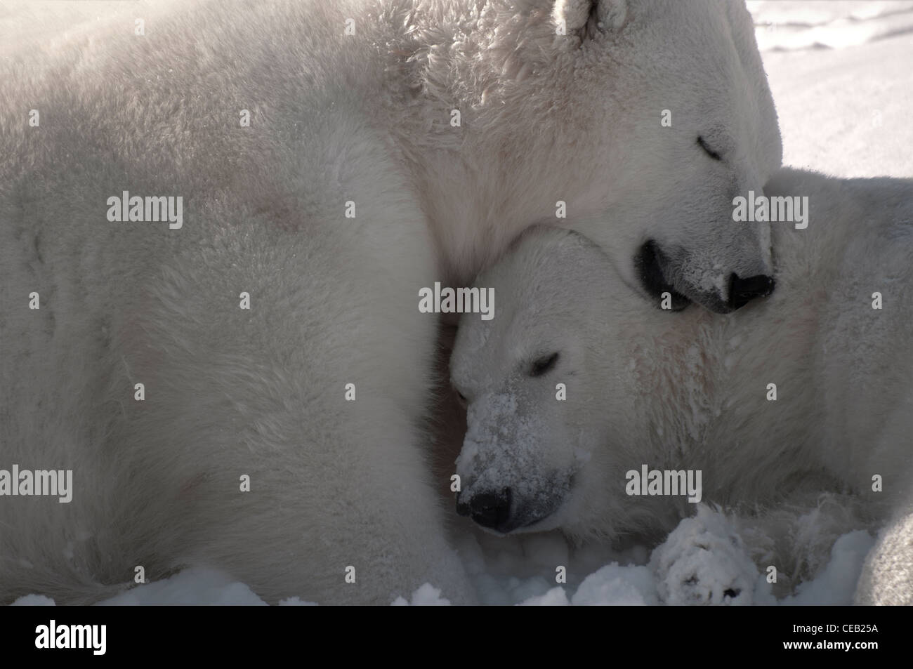 Affectionate Polar Bears Stock Photo - Alamy