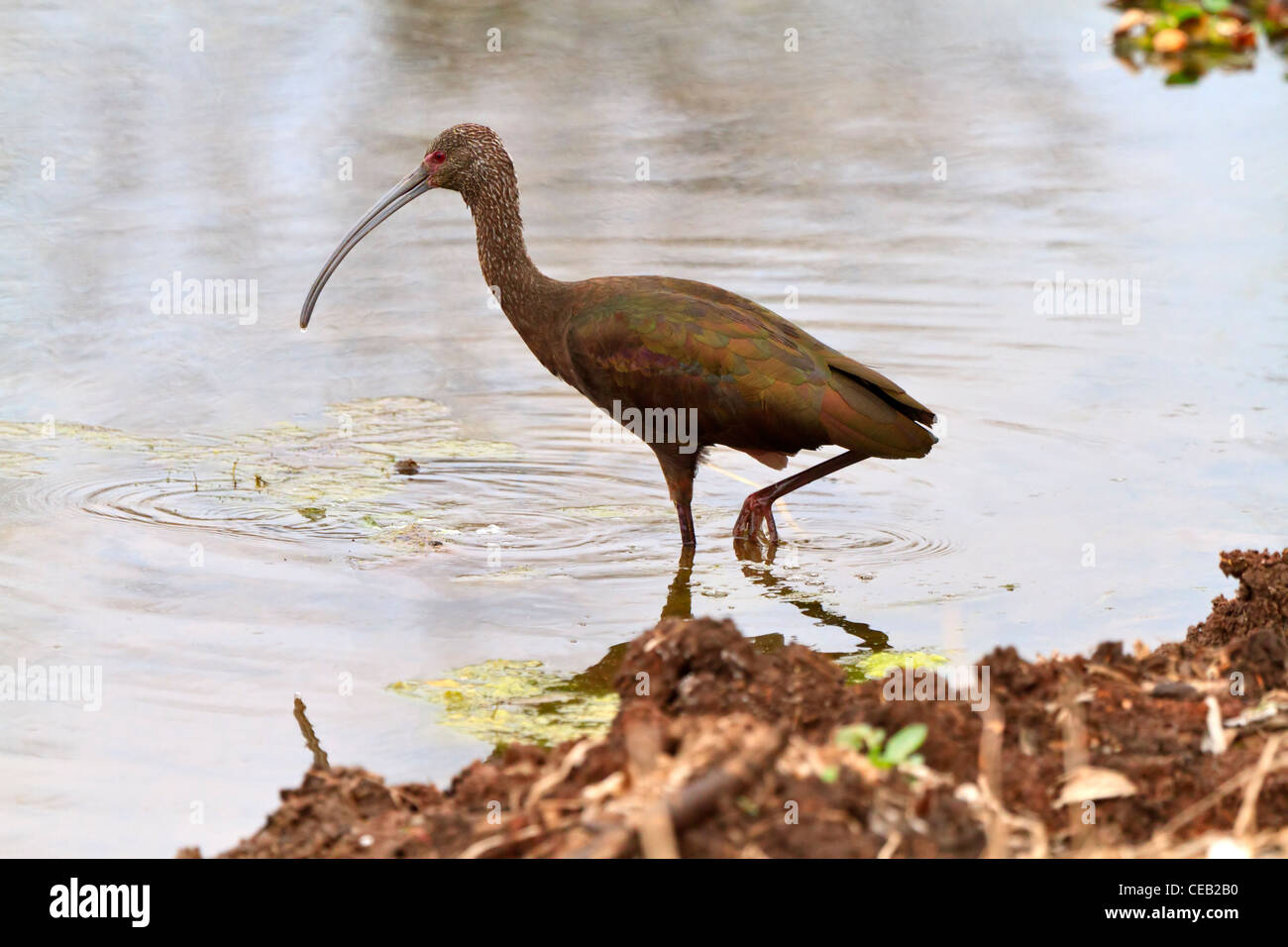White faced ibis texas hi-res stock photography and images - Alamy