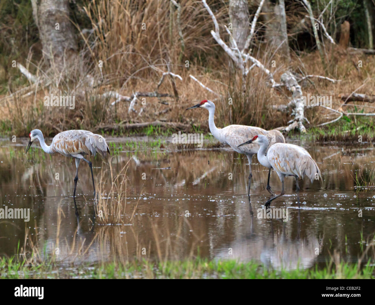 Sandhill Cranes, Grus canadensis feeding in marsh at Brazoria National ...