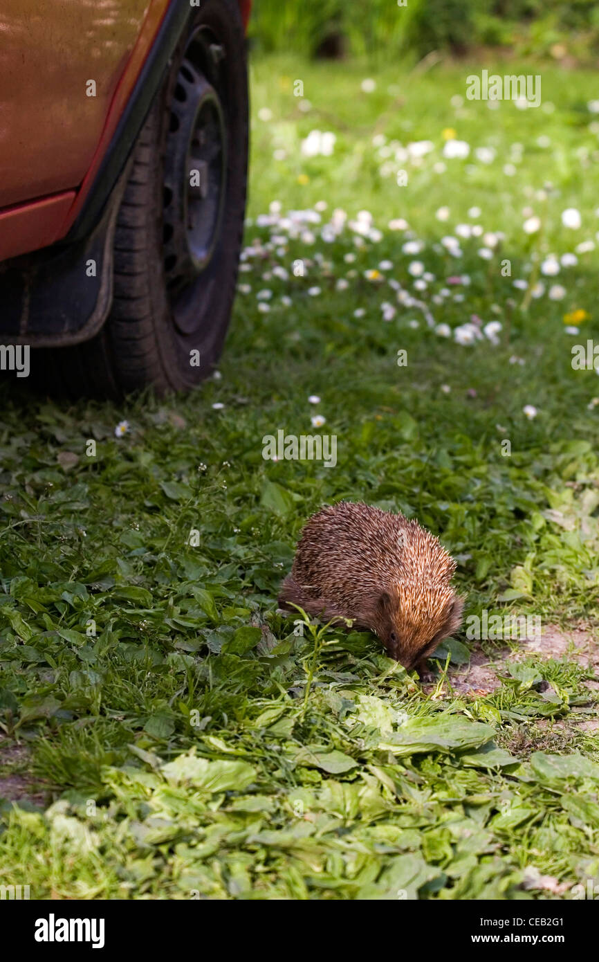 Hedgehog in garden hi-res stock photography and images - Alamy