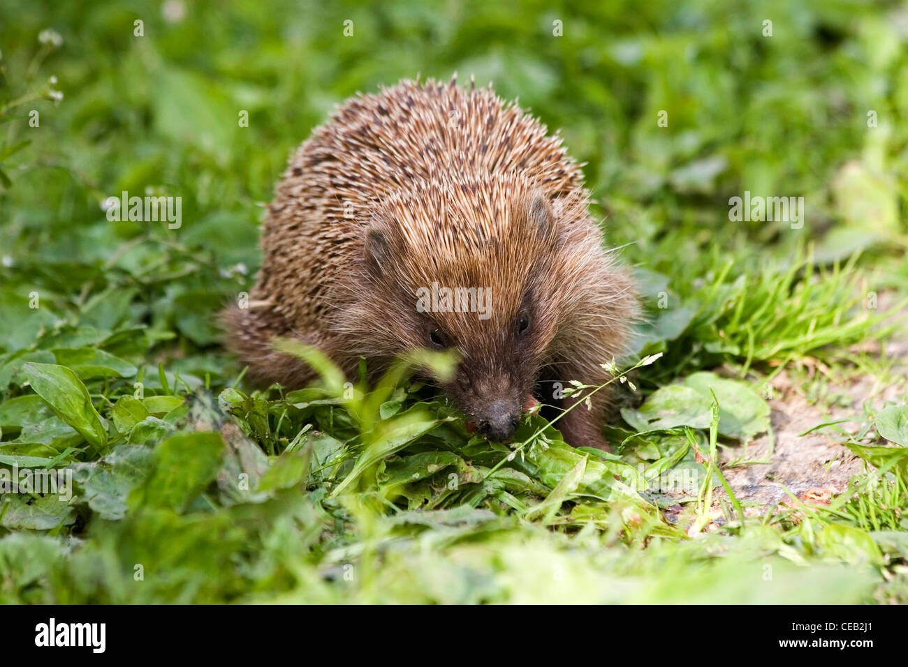 Hedgehog in garden Stock Photo - Alamy
