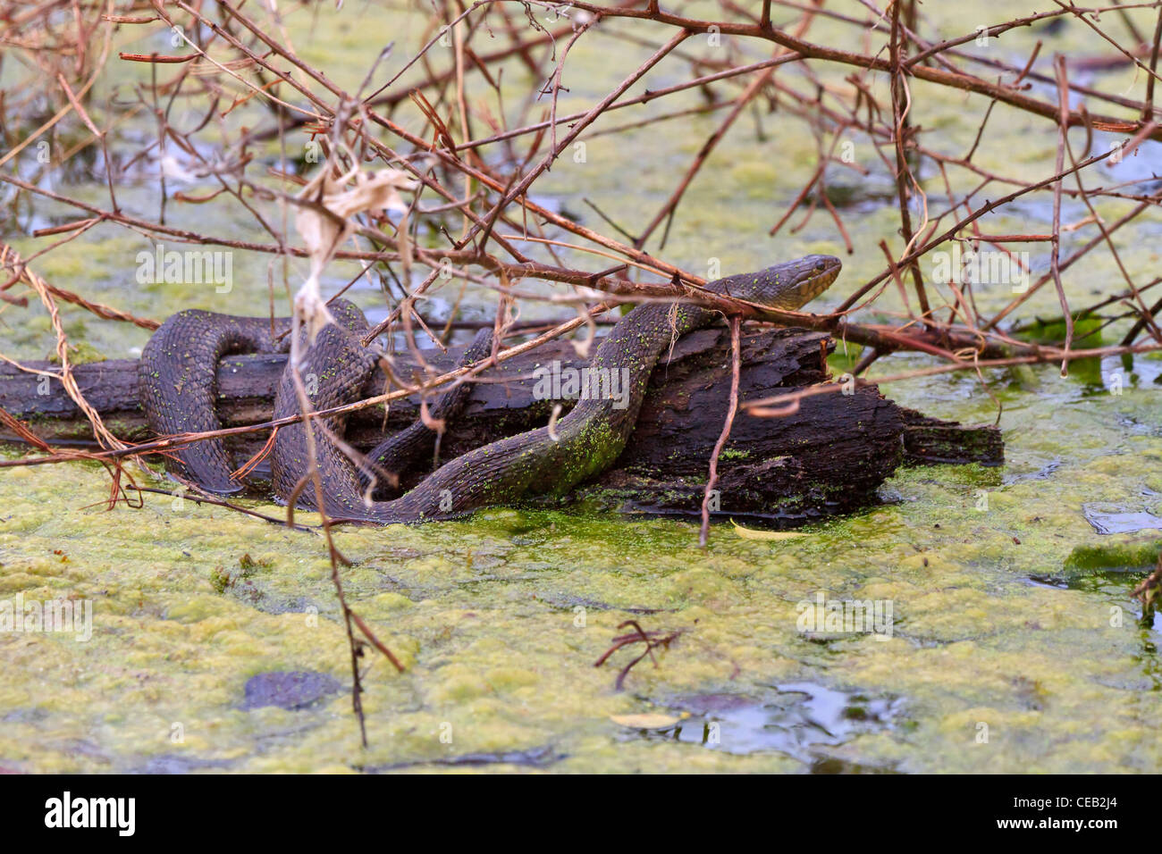 Diamondback water snake hi-res stock photography and images - Alamy