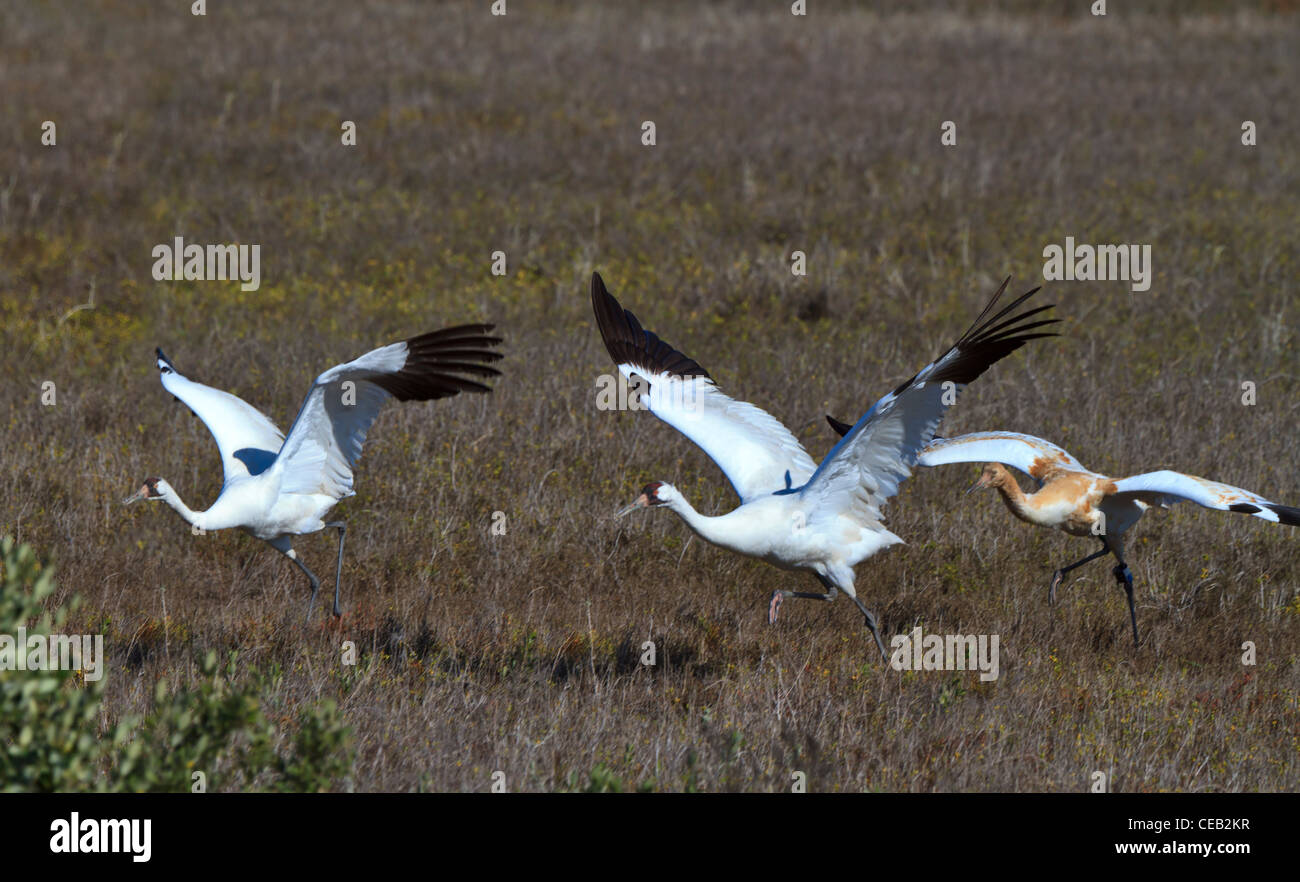 Whooping Cranes, Grus americana, parents and chick at Aransas National ...