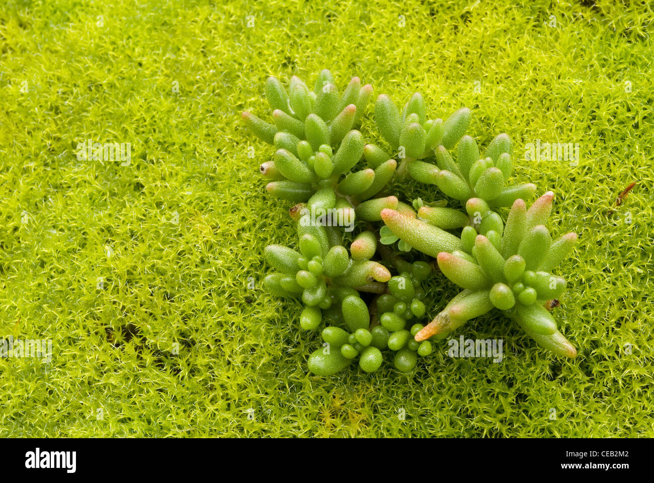 Stonecrop (Sedum album) growing on a carpet of moss Stock Photo - Alamy