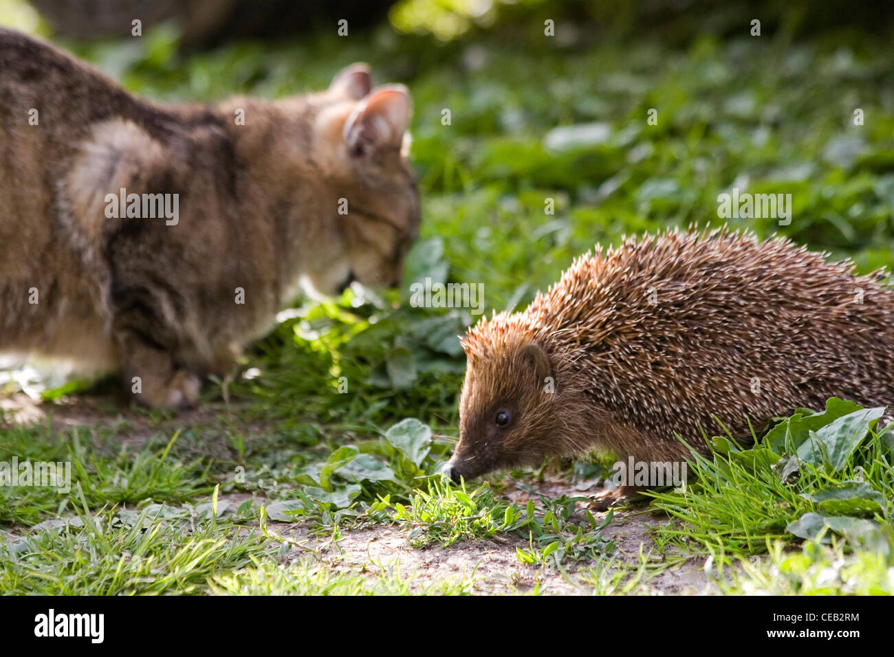 Hedgehog in garden Stock Photo - Alamy