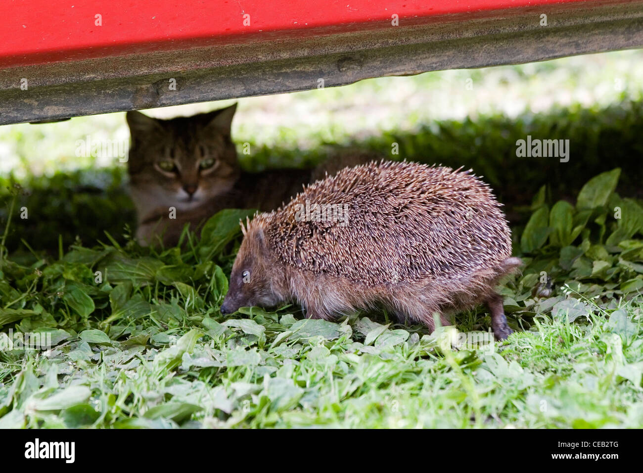 Hedgehog in garden Stock Photo - Alamy