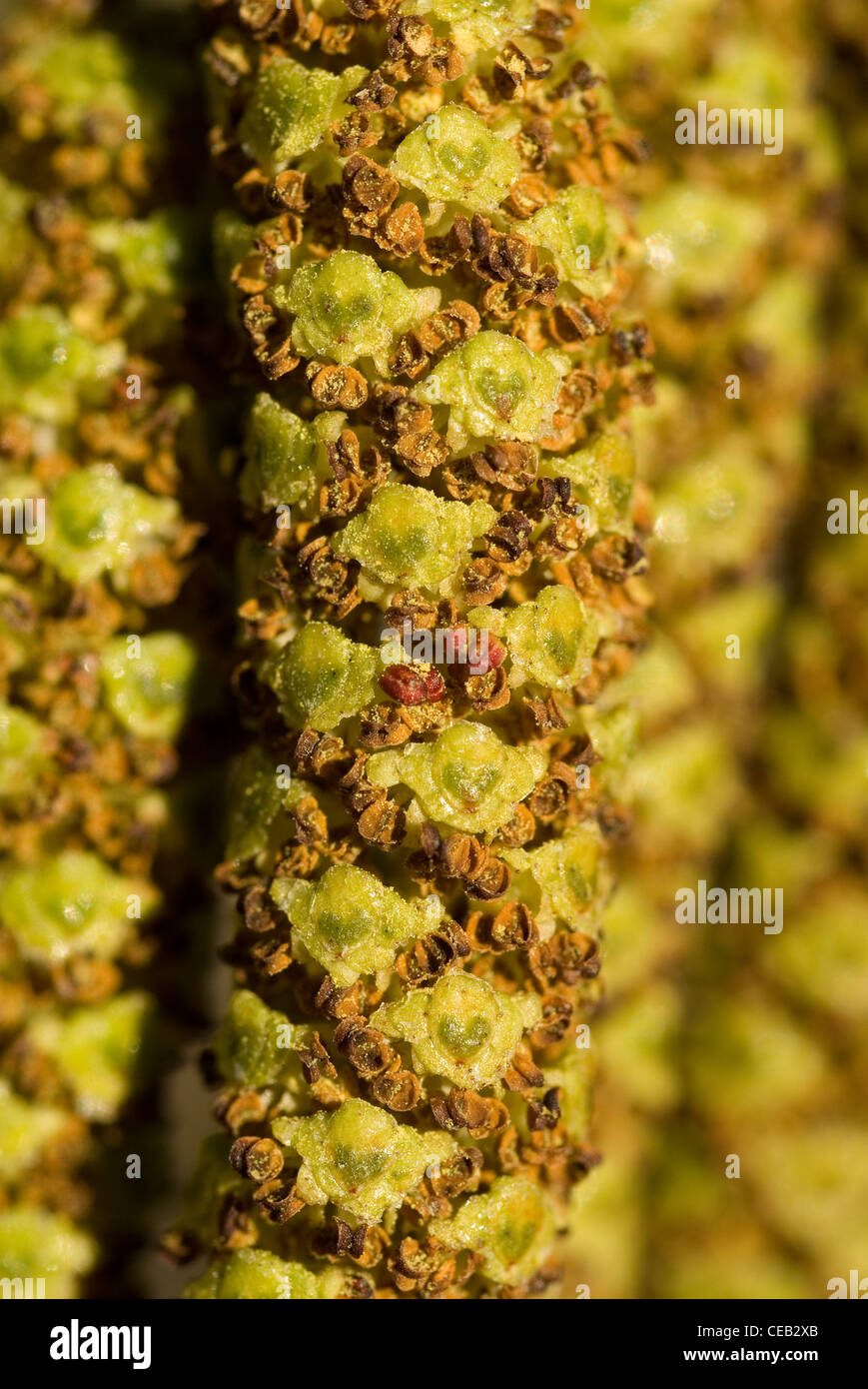 Male inflorescences of the Common Alder (Alnus glutinosa Stock Photo ...