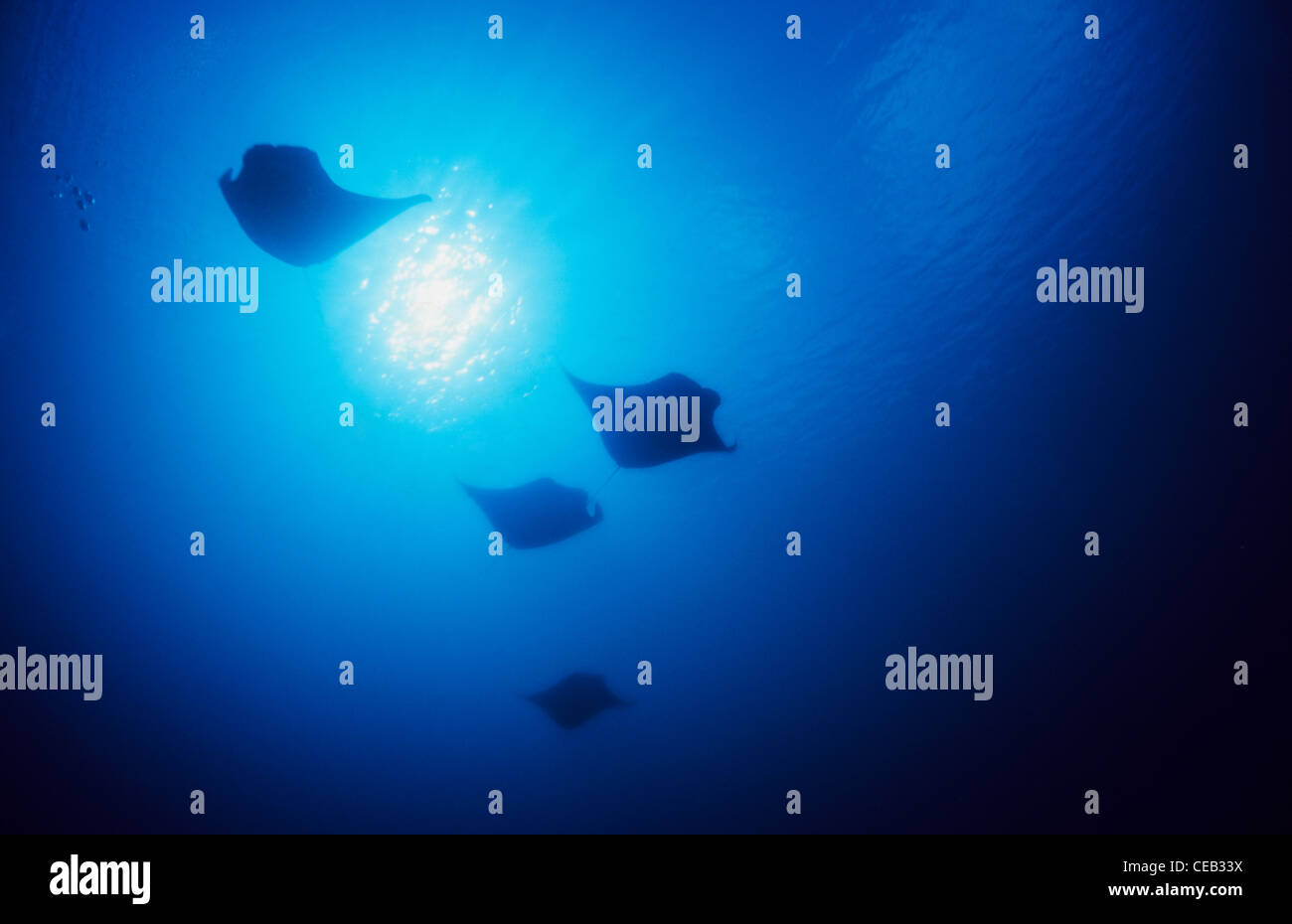 Giant Manta rays fly over us, underwater in German Channel, Palau ...