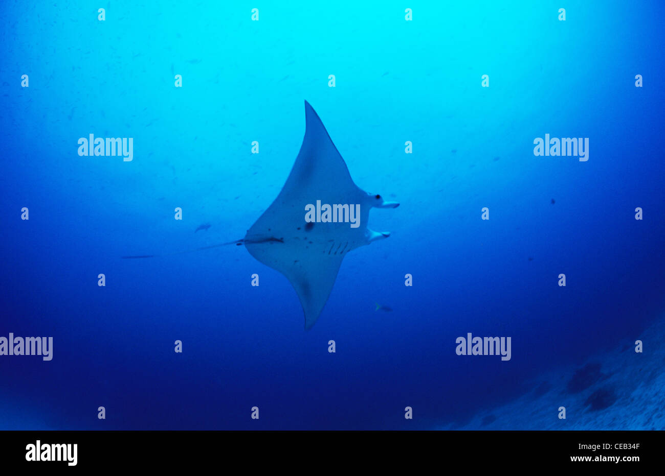 Giant Manta ray underwater in German Channel, Palau, Micronesia Stock ...