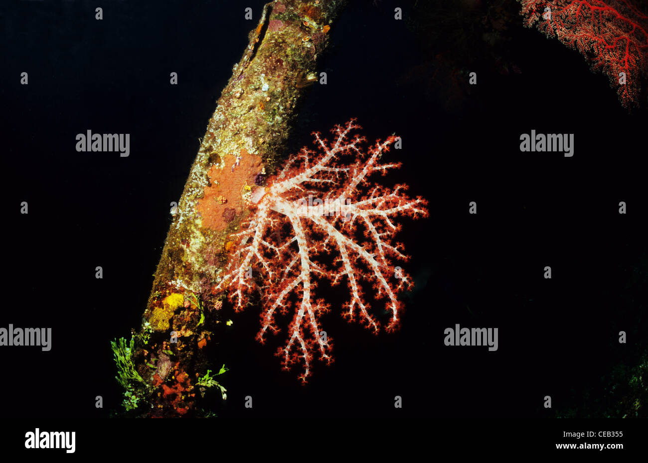 Underwater ship wrecks, from "Operation Hailstone" in Truk Lagoon ...