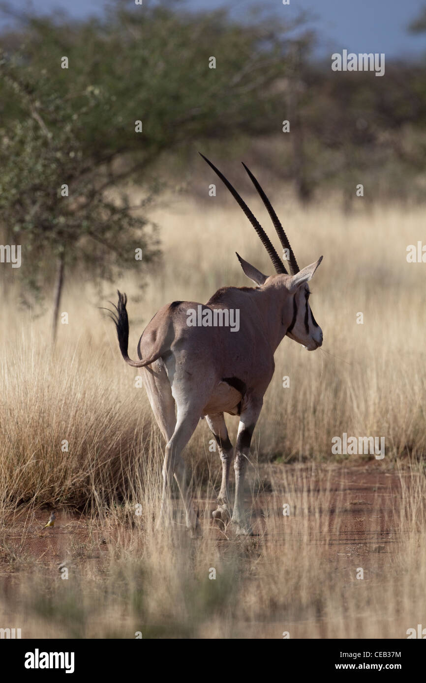 Beisa Oryx (Oryx beisa). Awash National Park. Ethiopia Stock Photo - Alamy