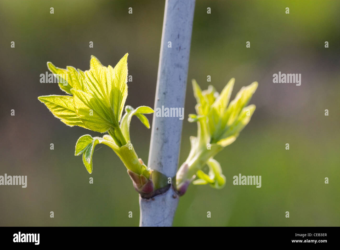 Spring sprig hi-res stock photography and images - Alamy