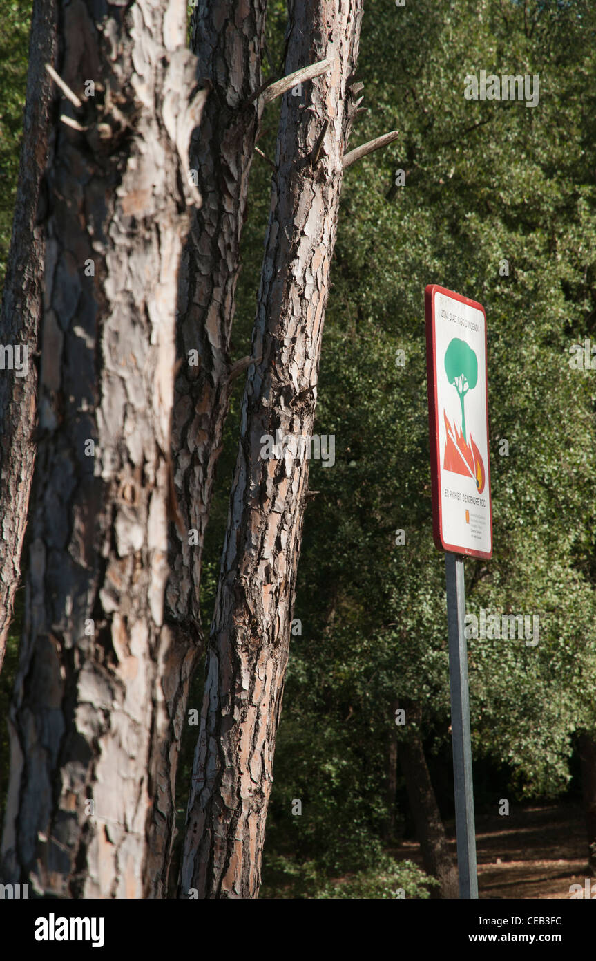 Pine tree forest and Catalan language sign warning about risk of wild ...