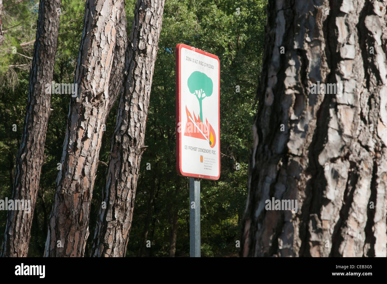 Pine tree forest and Catalan language sign warning about risk of wild ...