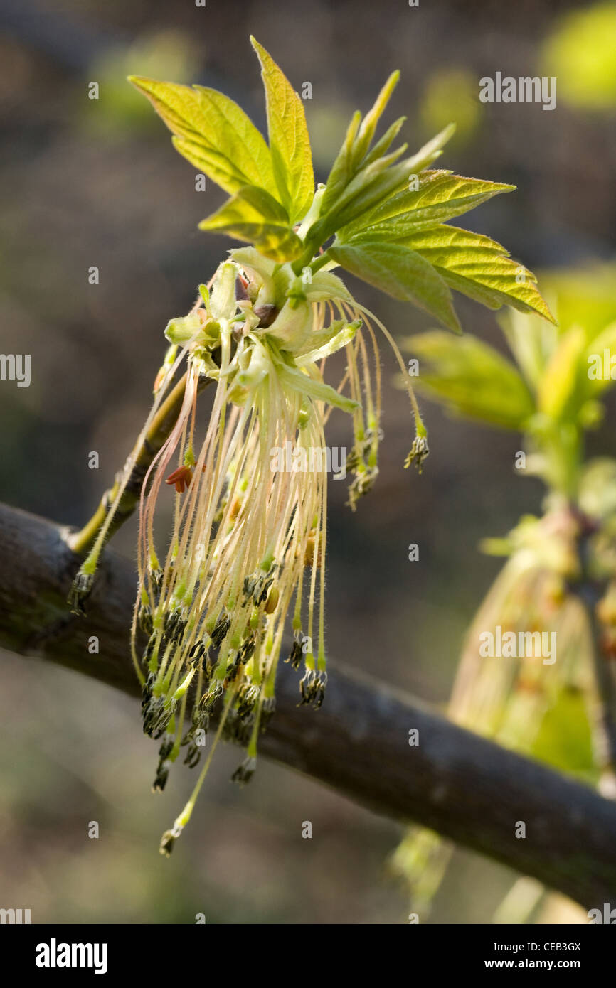 Spring sprig hi-res stock photography and images - Alamy