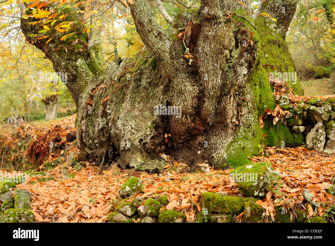 Sweet chestnut tree trunk (Castanea sativa Stock Photo - Alamy