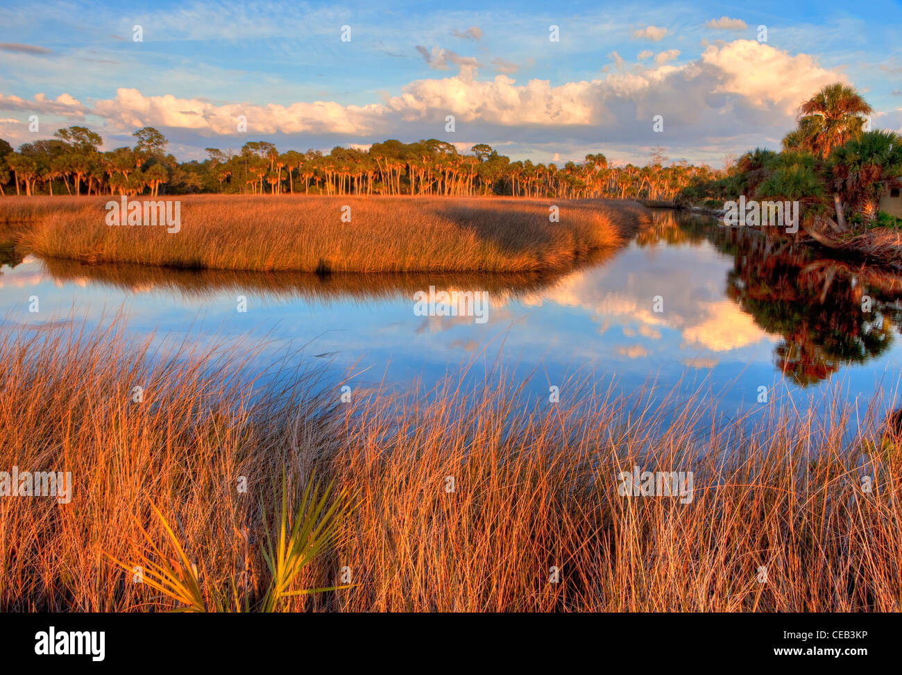 Tidal Creek Through Saltwater Marsh, Hernando County, Florida Stock ...