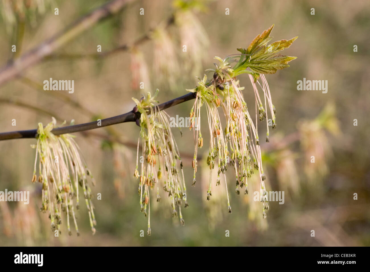 Spring sprig hi-res stock photography and images - Alamy