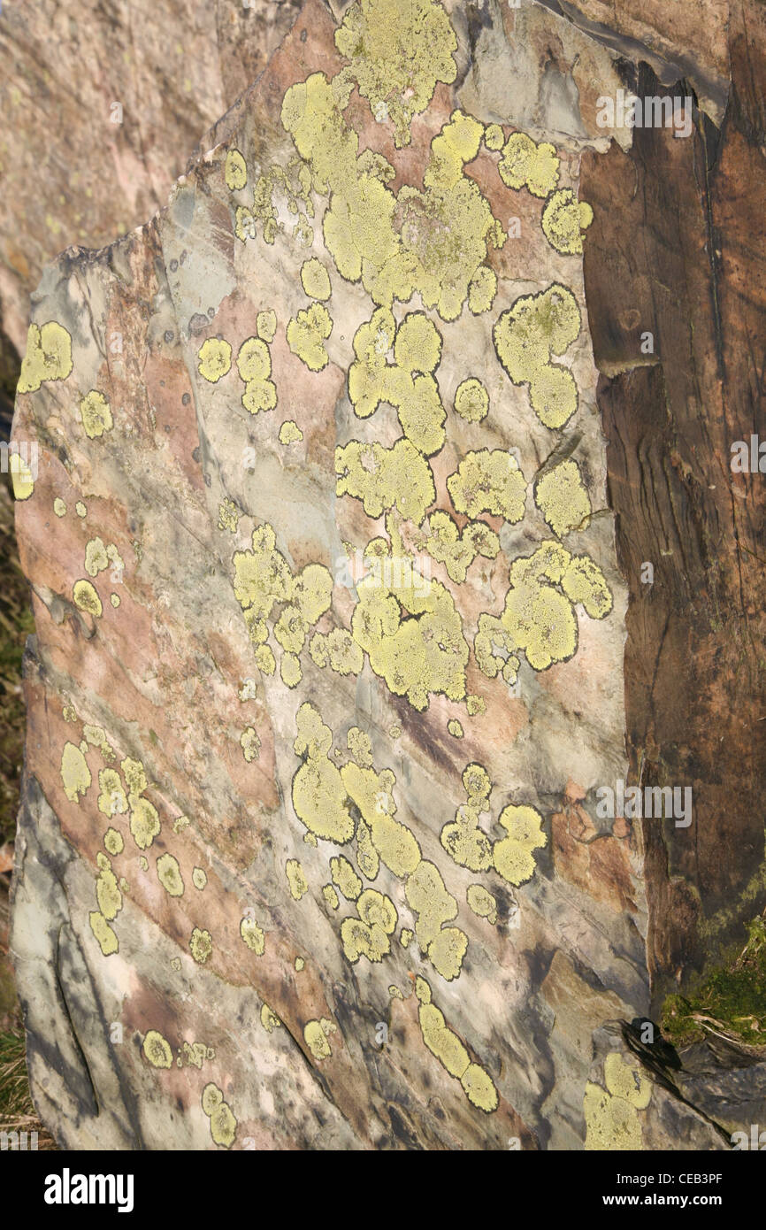 lichen growing on rock Stock Photo - Alamy