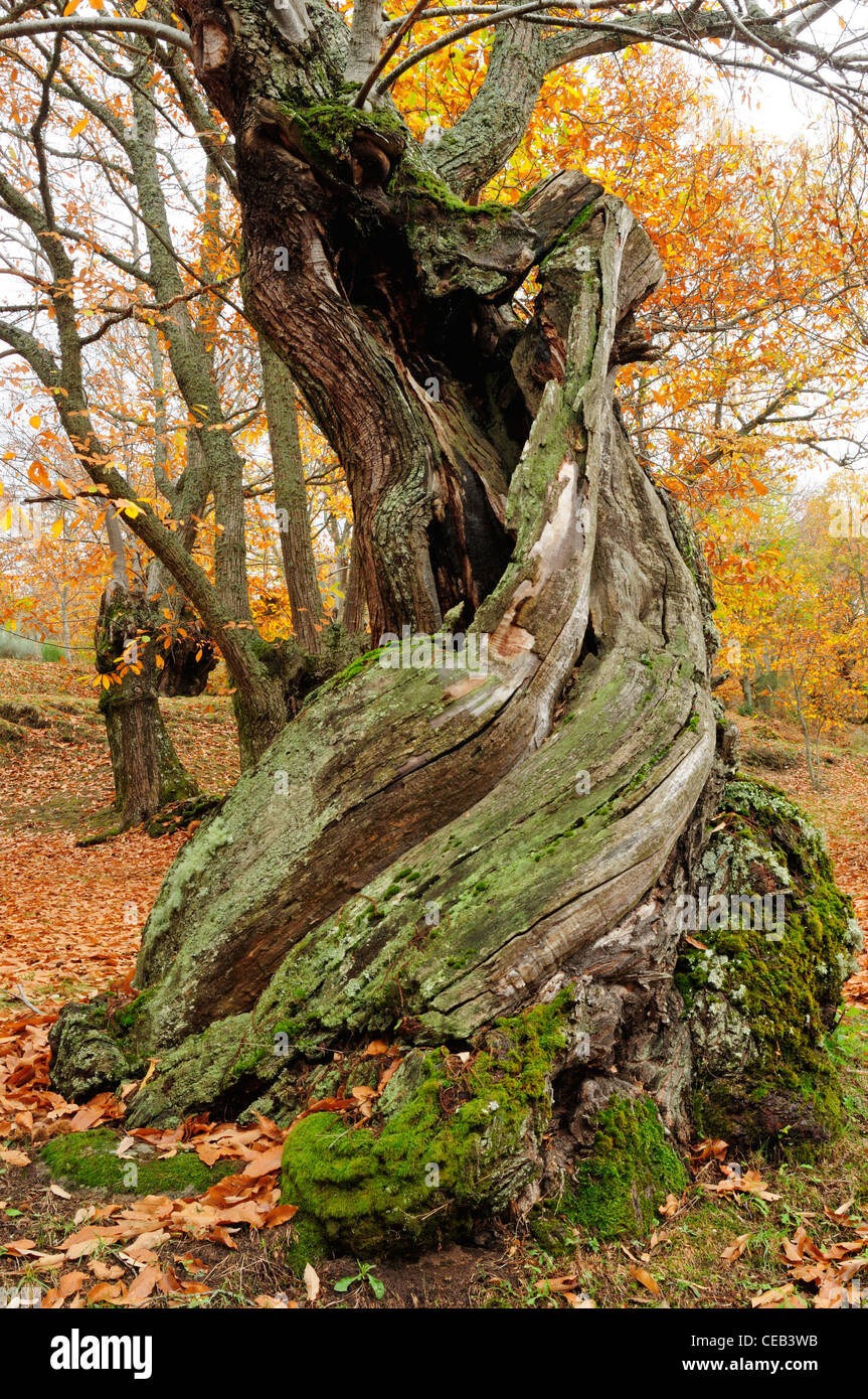 Sweet chestnut tree trunk (Castanea sativa Stock Photo - Alamy