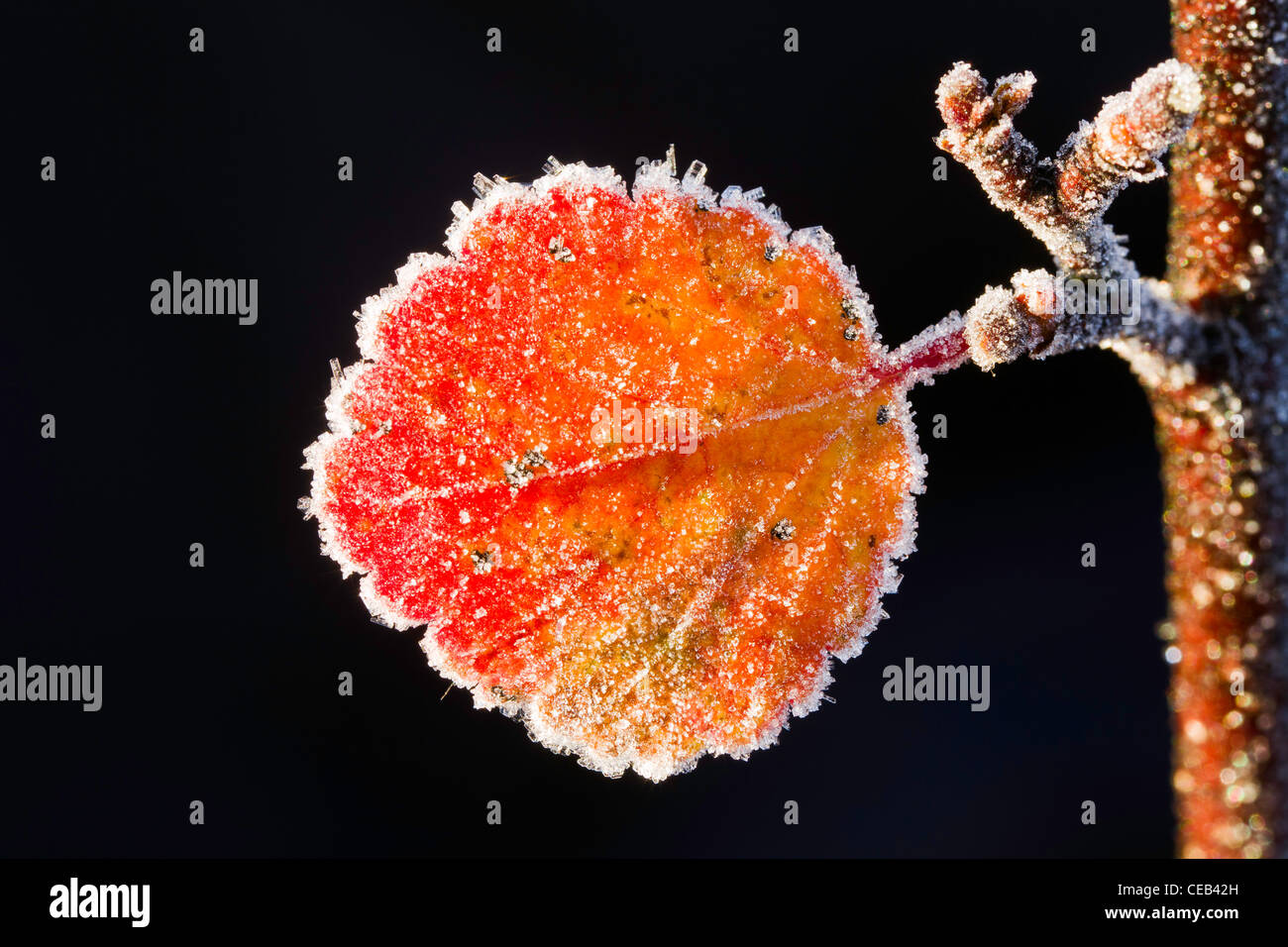 Morning light highlights frost crystals on a Resin Birch leaf in the ...