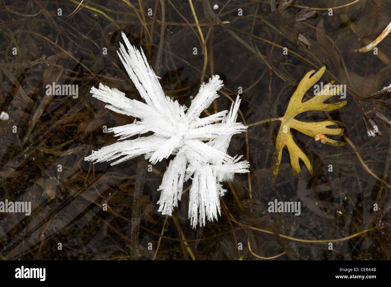 Closeup of hoar frost growing on a recently frozen pond in early winter ...