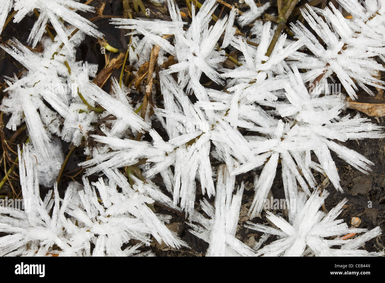 Alaska hoar frost hi-res stock photography and images - Alamy