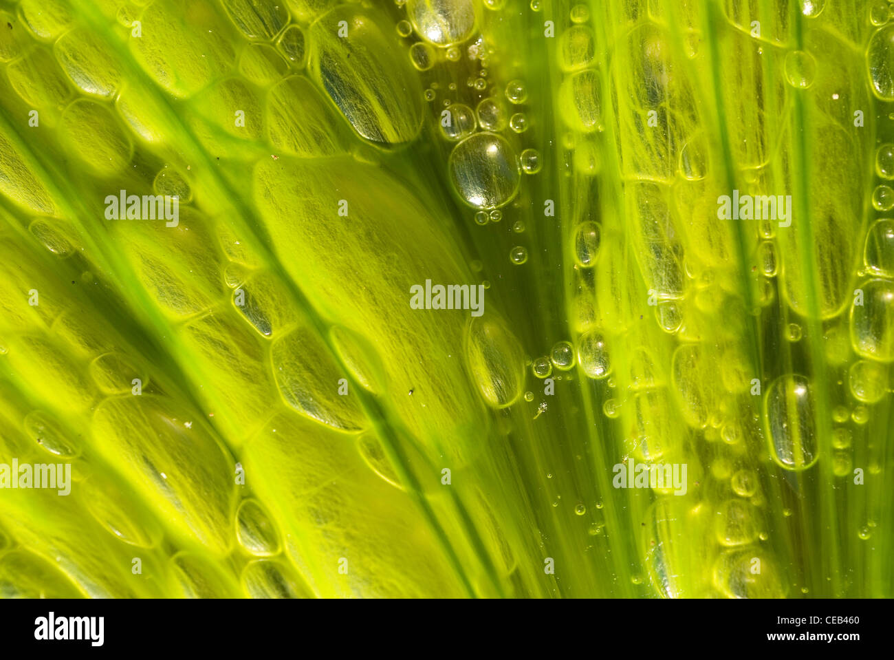 Filamentous green algae hi-res stock photography and images - Alamy
