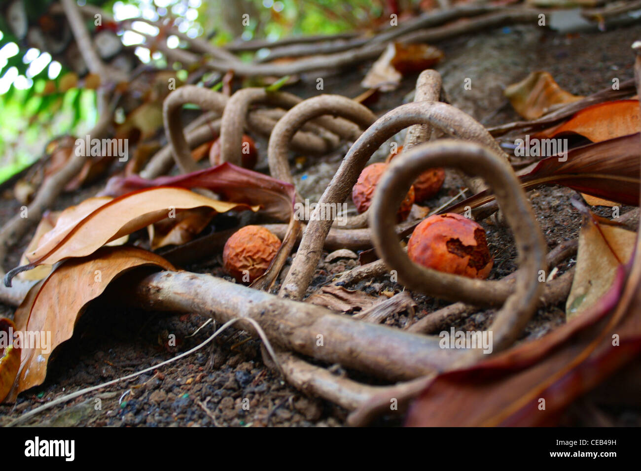 Gnarled Tree Roots Nature Stock Photo - Alamy