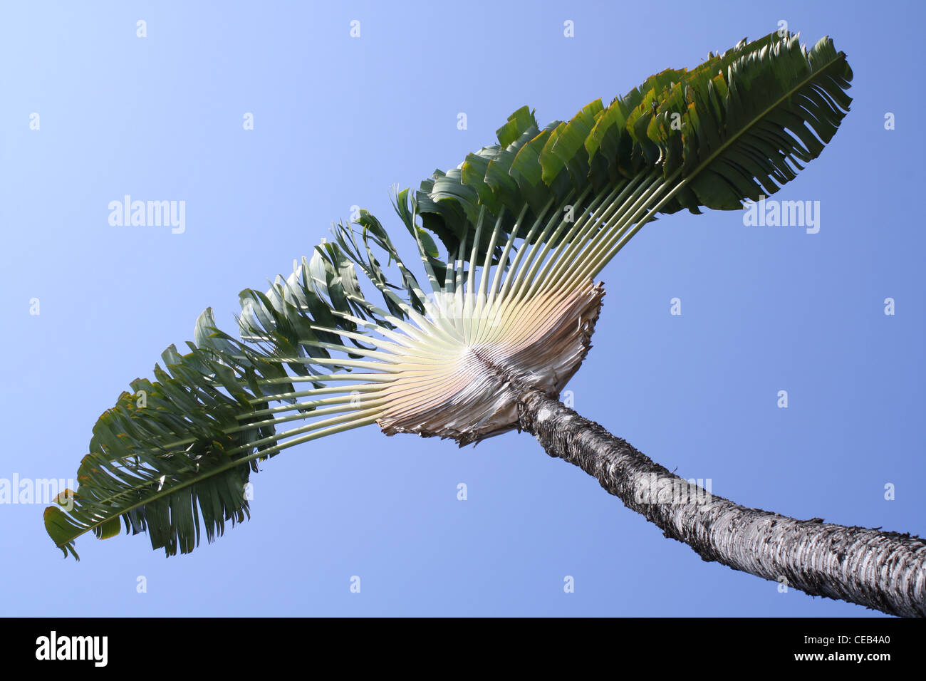 Fan palm tree hi-res stock photography and images - Alamy