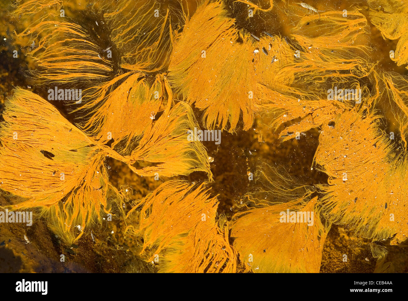 Orange algae floating on the surface of a pond Stock Photo - Alamy