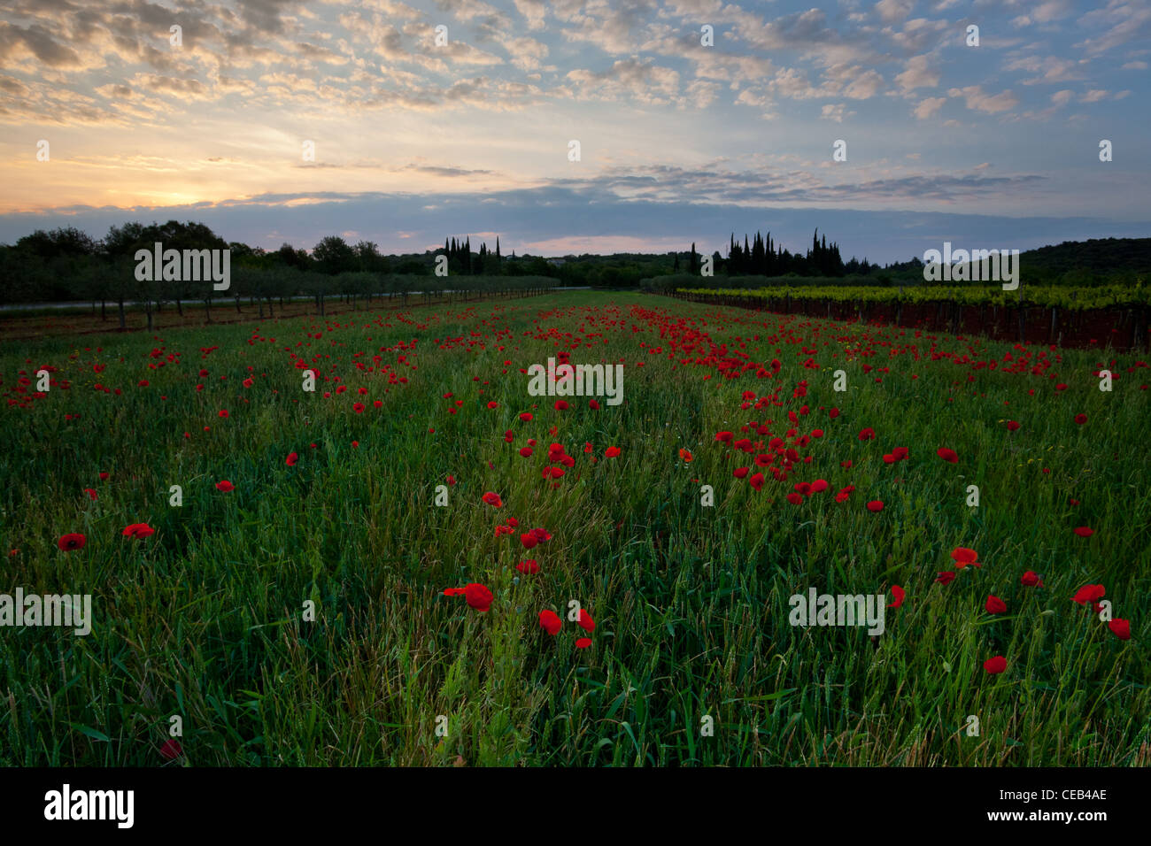 Poppy's in crops near Bale, Istria, Croatia Stock Photo - Alamy