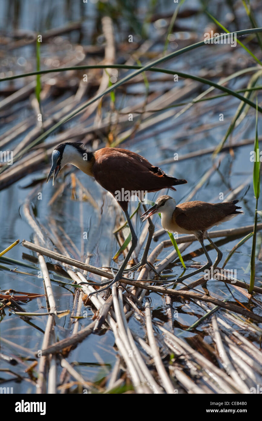 Lily trotter hi-res stock photography and images - Alamy