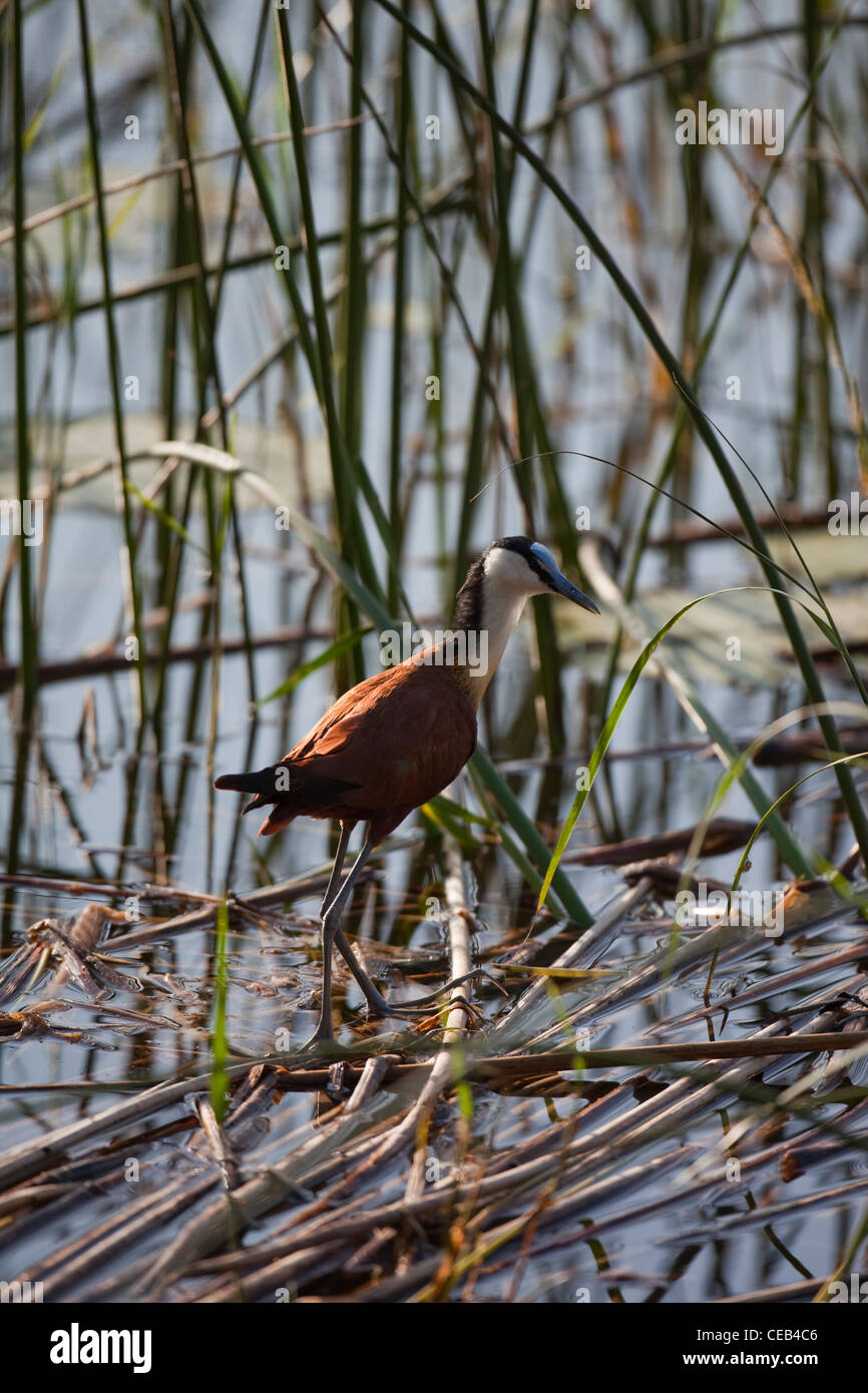 Lily trotter hi-res stock photography and images - Alamy