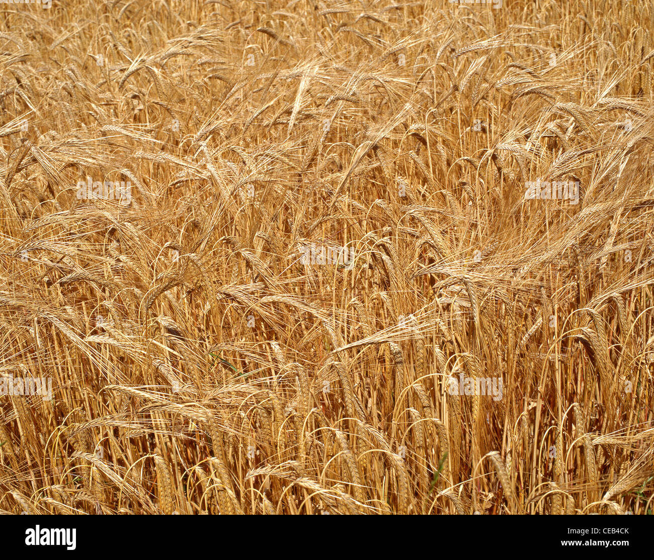 Barley harvest, North Canterbury, Canterbury Region, New Zealand Stock ...