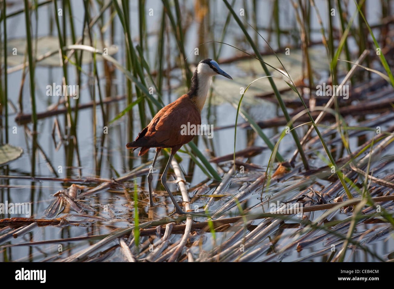 African Jacana or Lily-trotter (Actophilornis africanus). Walking on ...
