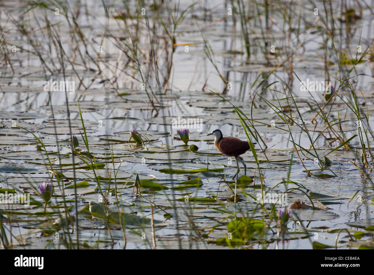 Lily trotter hi-res stock photography and images - Alamy