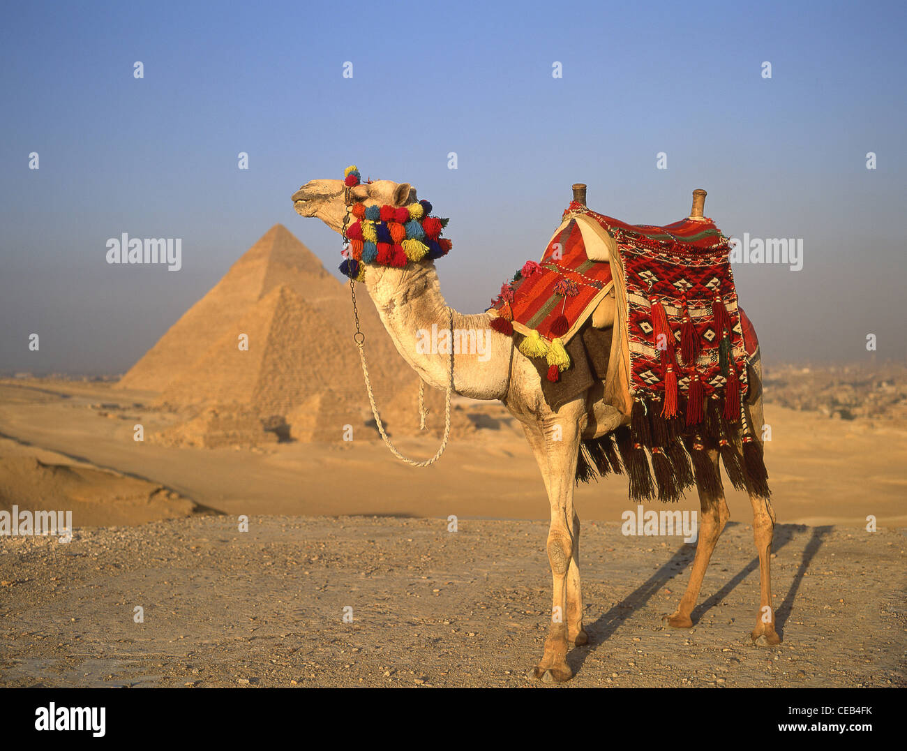 Decorated camel and The Great Pyramids of Giza, Giza, Giza Governate ...