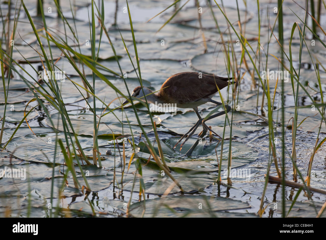 Lily trotter hi-res stock photography and images - Alamy
